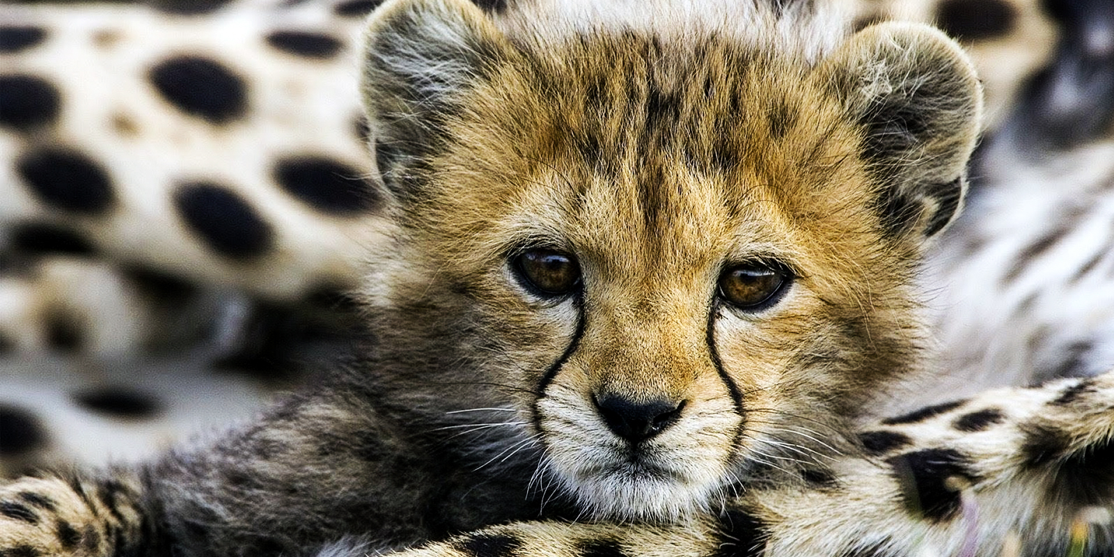 Land Africa Safaris